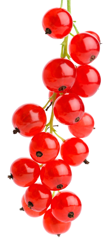 Groseille : Tout savoir sur un fruit Marché Frais | Marché Frais