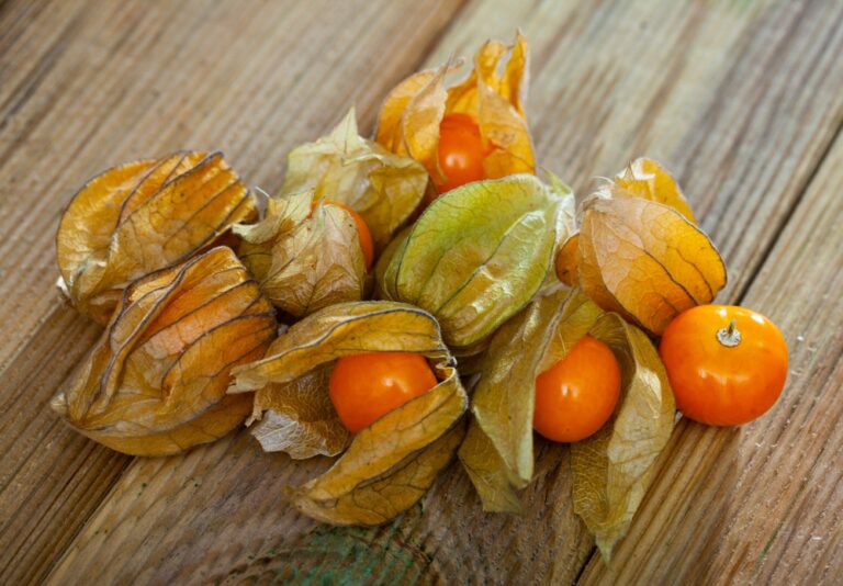Physalis : Tout savoir sur un fruit | Marché Frais