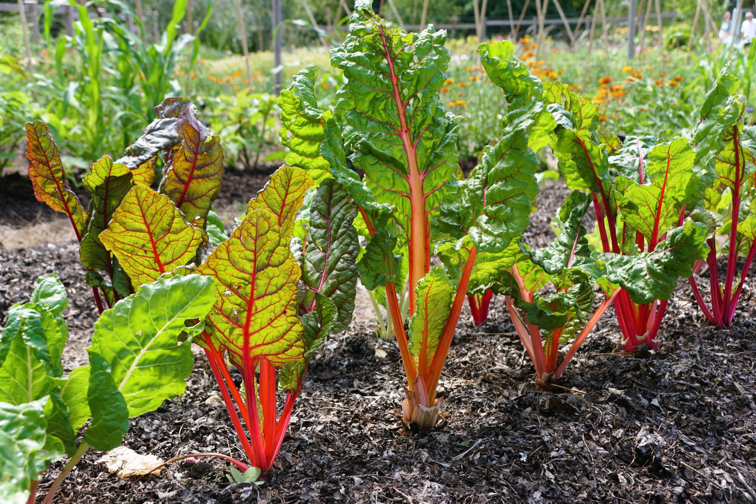 Blette : Tout savoir sur ce légume Marché Frais | Marché Frais
