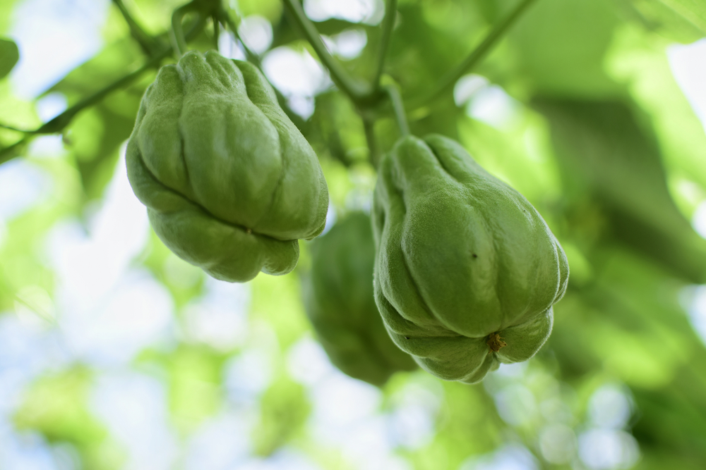 Chayotte : Tout savoir sur ce légume | Marché Frais