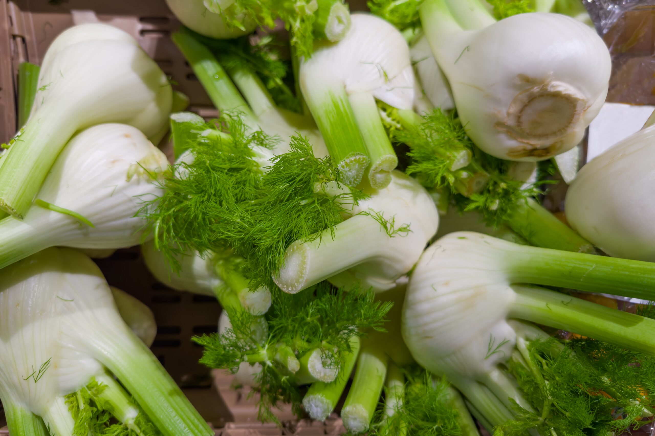 Fenouil : Tout savoir sur ce légume | Marché Frais